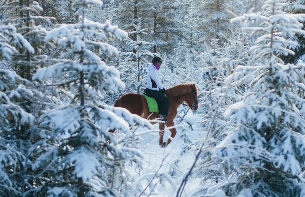 Finnhorse trekking in forest in Kuusamo - Ruska Laukka