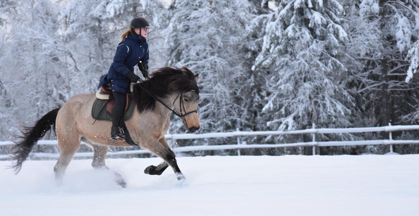 Ruska Laukan Maastoratsastusvaellus Ruka-Kuusamo - Ruska Laukka